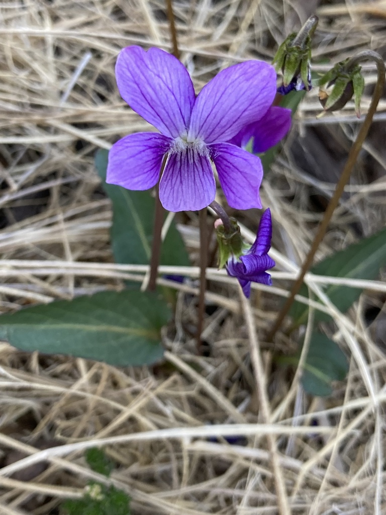 Mountain Violet from Mount Kaputar National Park, Kaputar, NSW, AU on ...