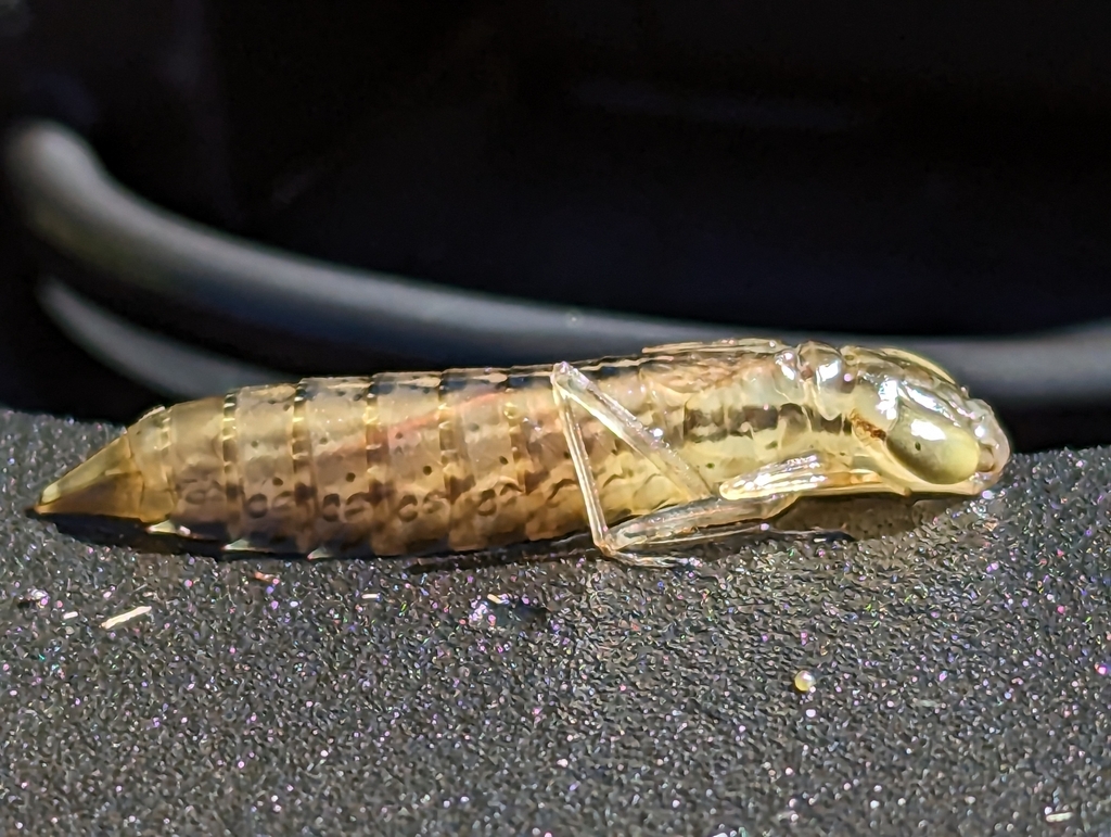 Insects from Athers Dr at Athena Woods Ln, Raleigh, NC 27606, USA on ...