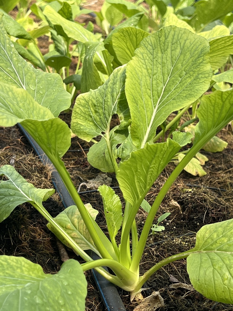 Something from Jalan P9g, Putrajaya, Putrajaya, MY on October 24, 2023 ...