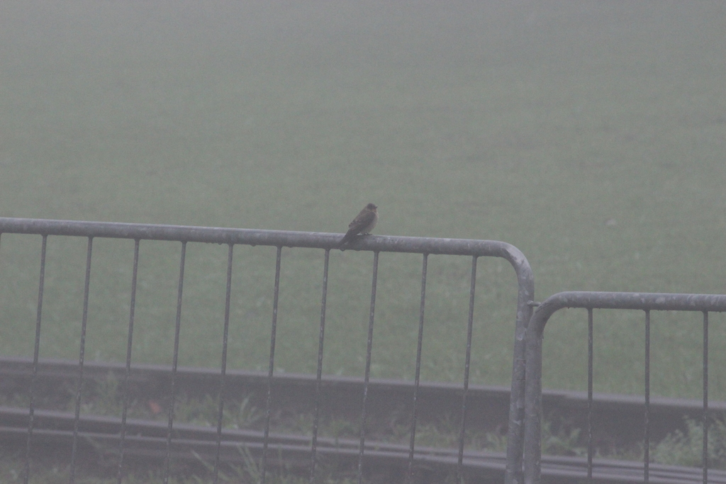 Southern Rough-winged Swallow from Paranapiacaba, Santo André - State ...