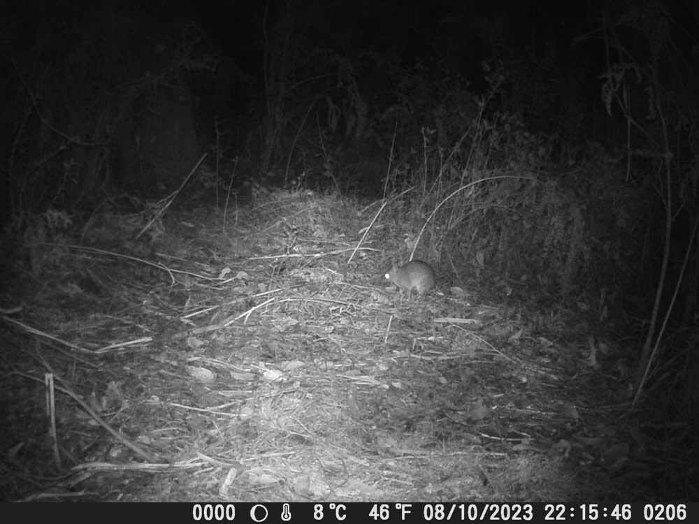 Long-nosed Bandicoot from Erica VIC 3825, Australia on October 8, 2023 ...