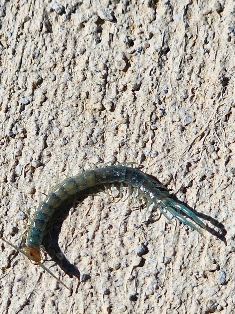 Common Desert Centipede from Winnemucca, NV 89445, USA on October 17 ...