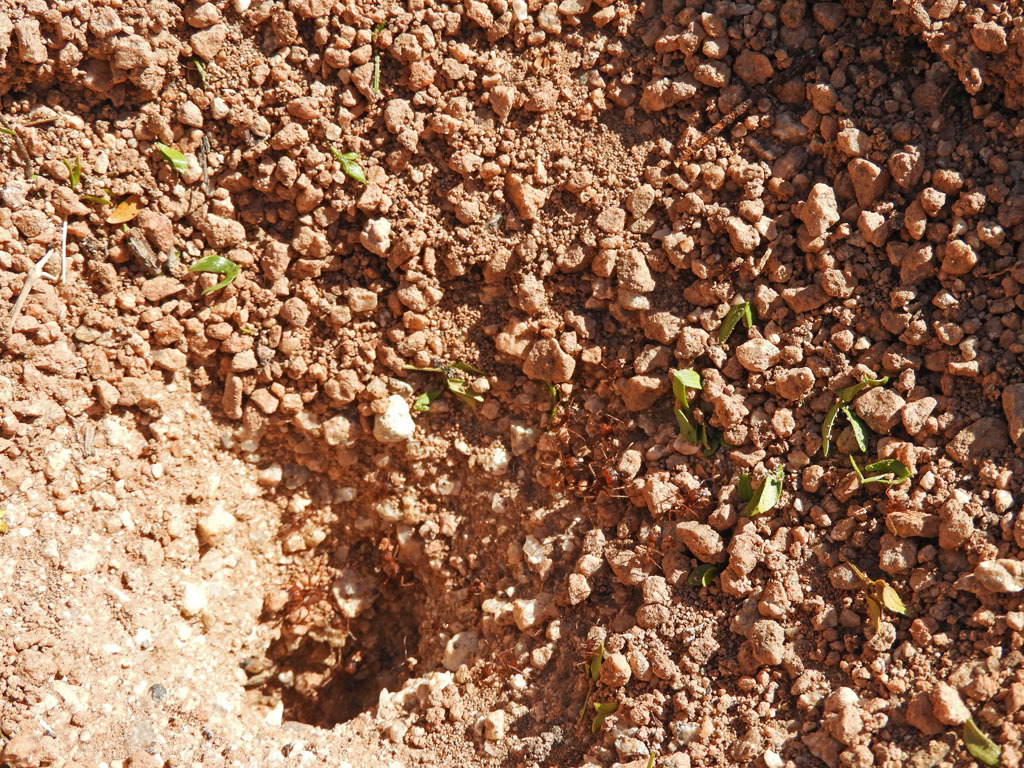 Chicatana Leafcutter Ant from Organ Pipe Cactus National Monument, Pima ...