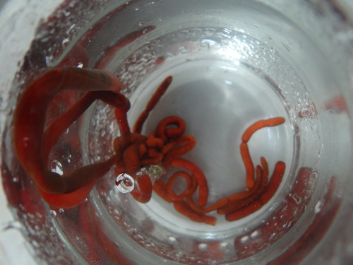 Tubificoides benedii · iNaturalist