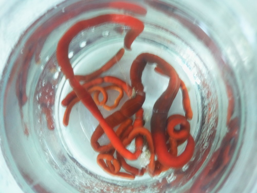 Género Tubificoides · iNaturalist Mexico