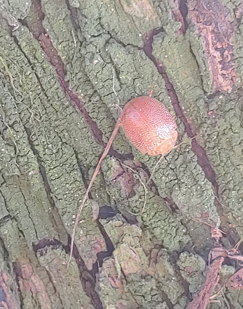 Dotted Paropsine Leaf Beetle from Centennial Park, Santa Ana, CA 92704 ...