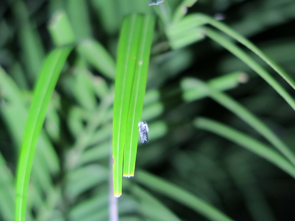 Winged and Once-winged Insects from Plover Cove Country Park, Shuen Wan ...