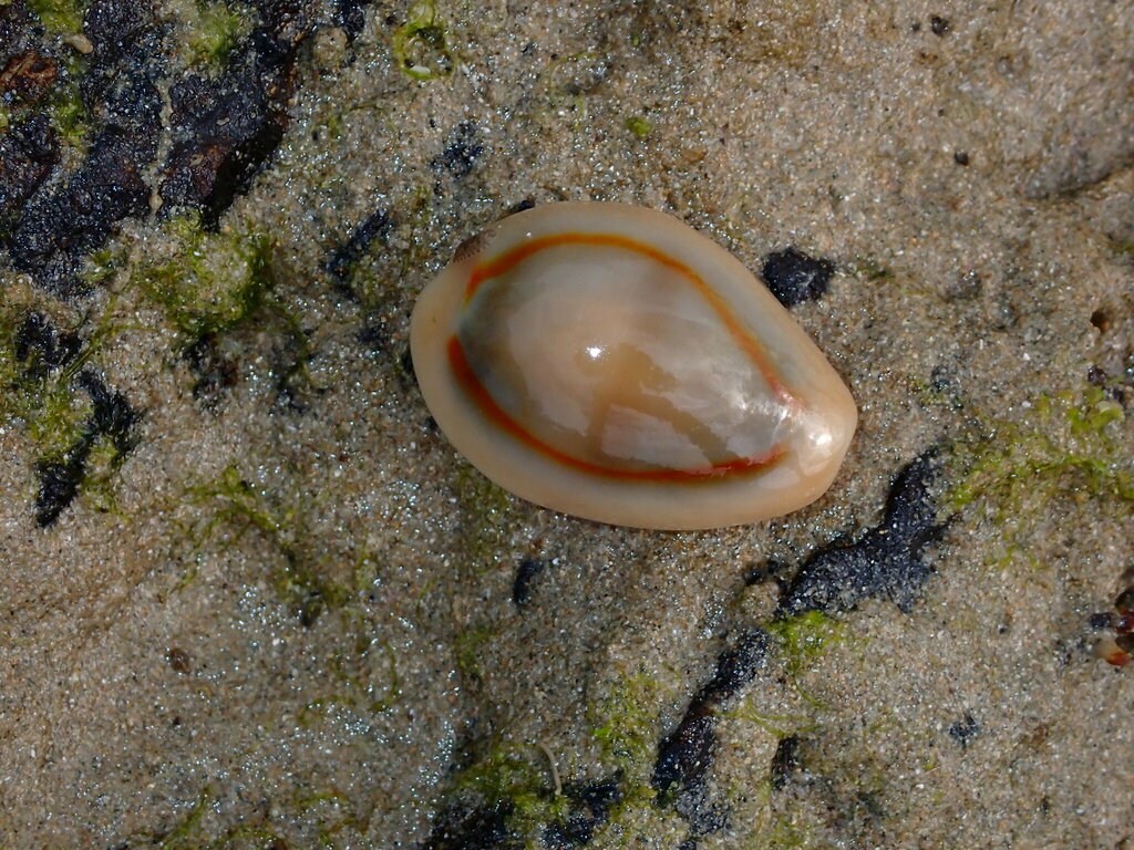 Gold Ring Cowry from Clarence Valley, NSW, Australia on October 24 ...