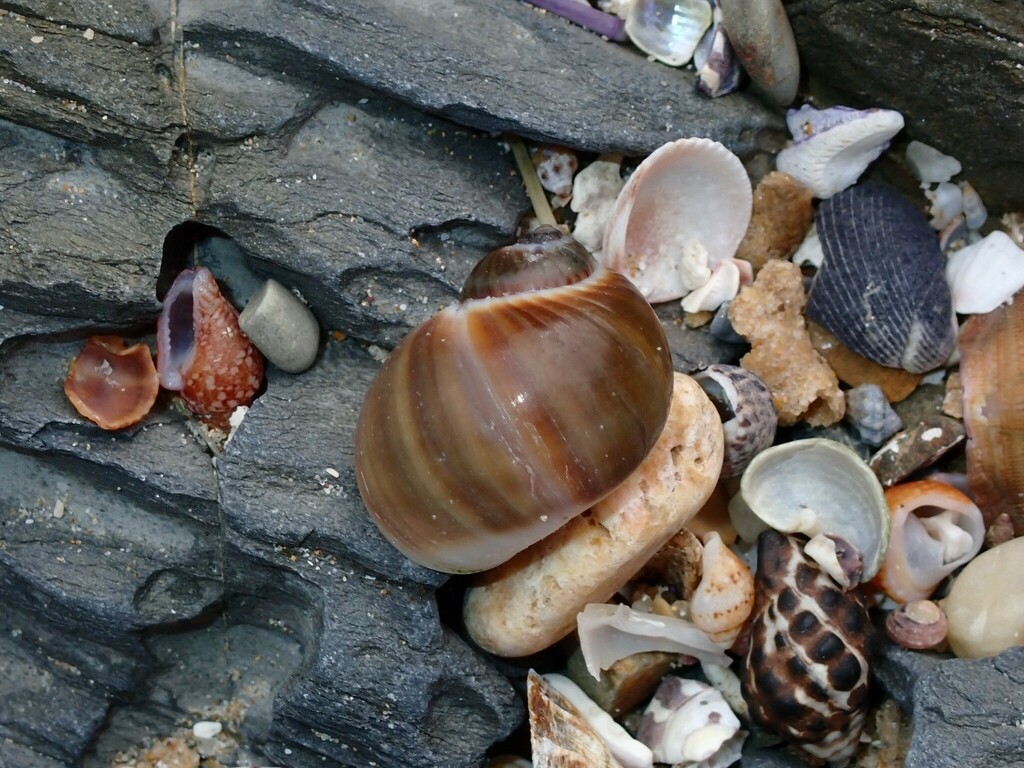 Spotted Sand Shell from Barcoongere NSW 2460, Australia on October 24 ...