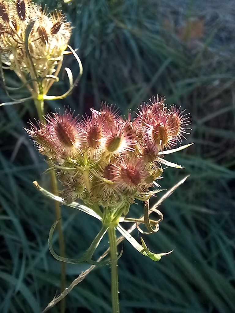 wild carrot from Hightown, VA 24465, USA on October 23, 2023 at 04:56 ...