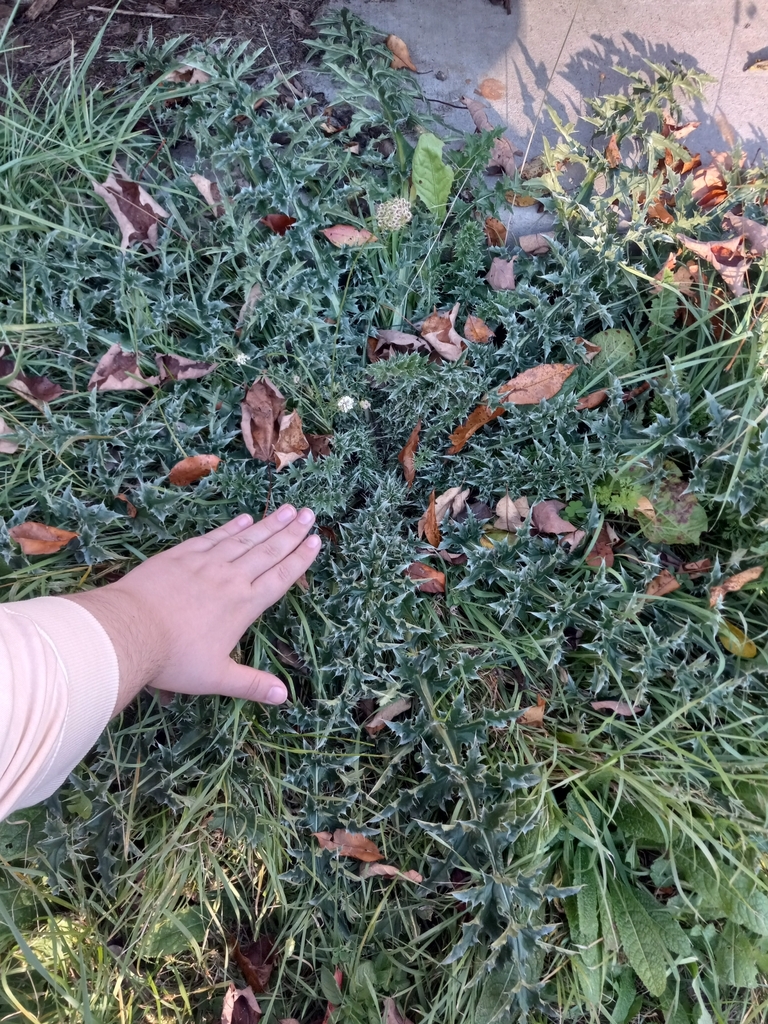 Broad-winged Thistle from Hightown, VA 24465, USA on October 23, 2023 ...
