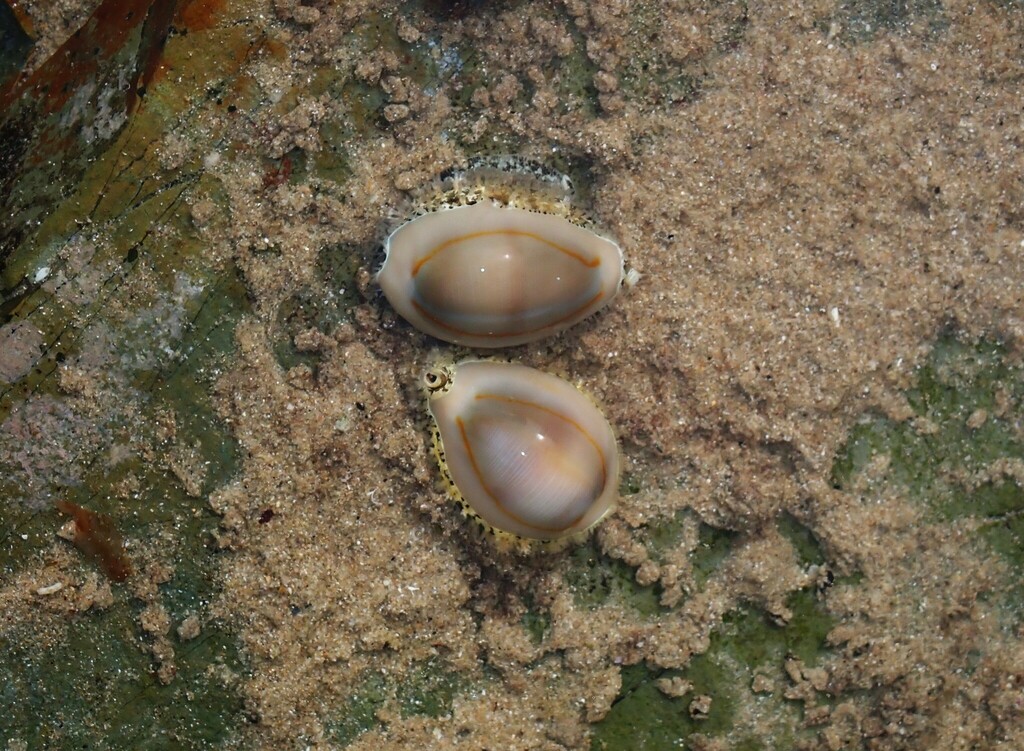 Gold Ring Cowry from Barcoongere NSW 2460, Australia on October 24 ...