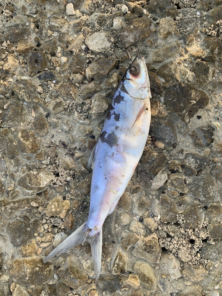 Milkfish from Al Wakrah, Al Wakrah, QA on October 24, 2023 at 07:21 AM ...