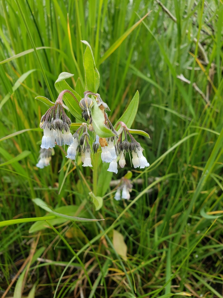 sagebrush bluebell from Washoe County, NV, USA on June 25, 2023 at 12: ...