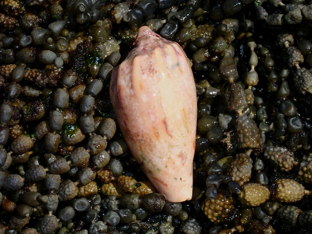 Amoria hunteri from Barcoongere NSW 2460, Australia on October 24, 2023 at 10:52 AM by Adrian ...