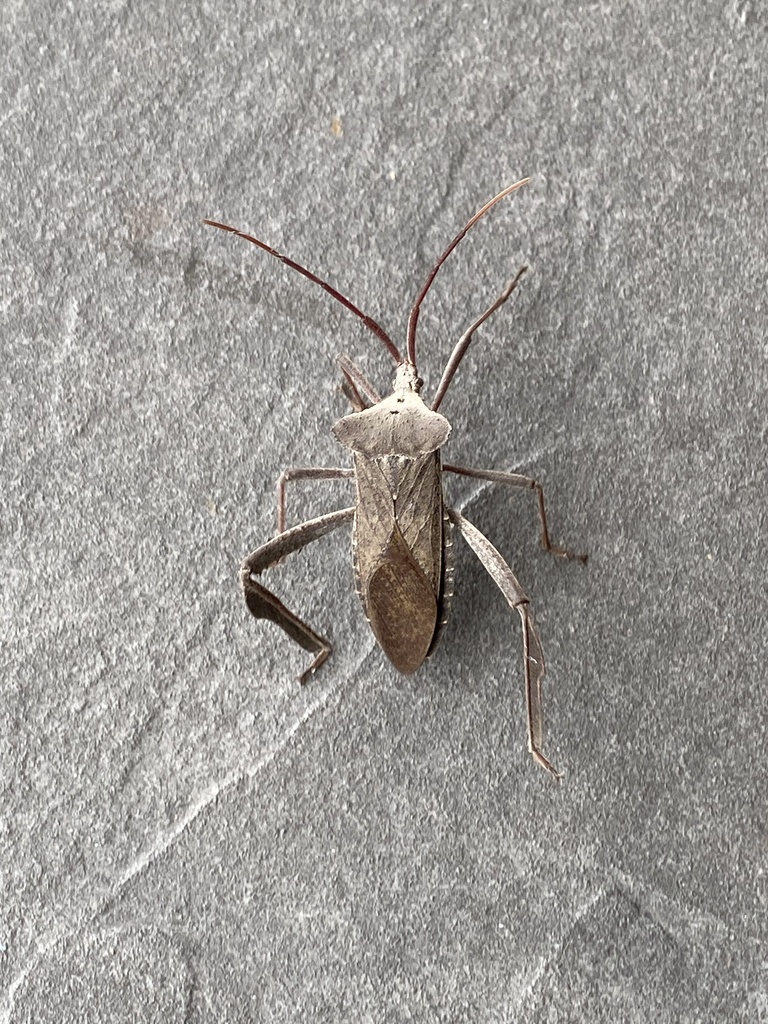Giant leaf-footed bug from Southampton Ave, Norfolk, VA, US on October ...