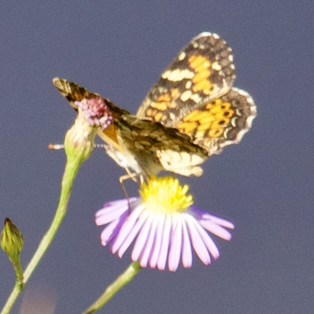 Phaon Crescent from Bay Saint Louis, MS, US on October 23, 2023 at 02: ...