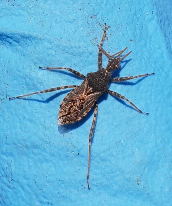Coranus griseus from Carnarvon WA 6701, Australia on October 30, 2018 ...