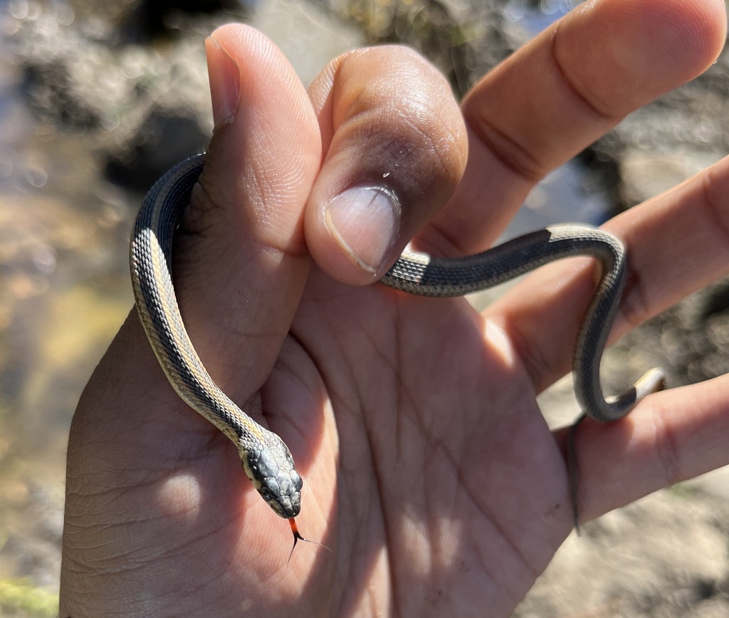 Valley Garter Snake from Stanislaus National Forest, Groveland, CA, US ...