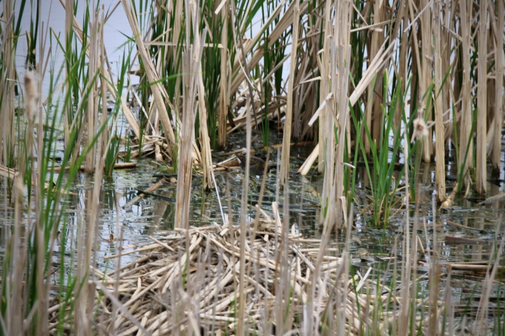Sora from SSR-K, Columbia, MO, US on April 29, 2023 at 09:19 AM by Rosa ...