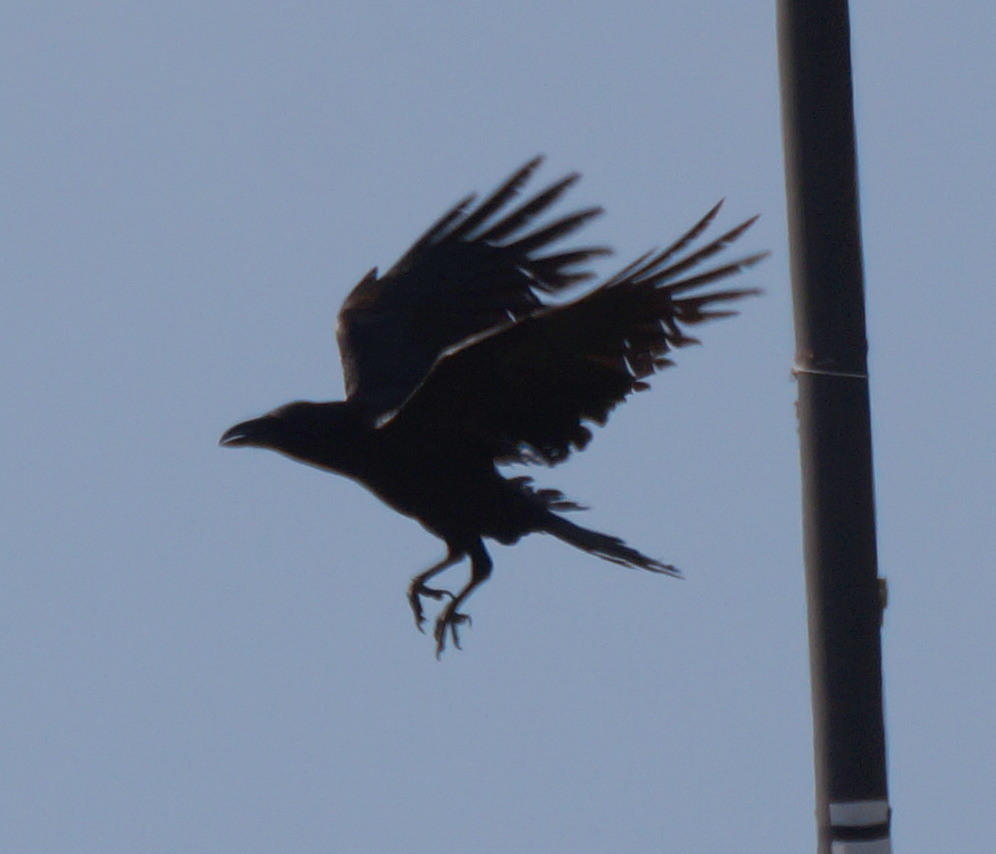 Common Raven from Provinz Santa Cruz de Tenerife, Spanien on March 17 ...
