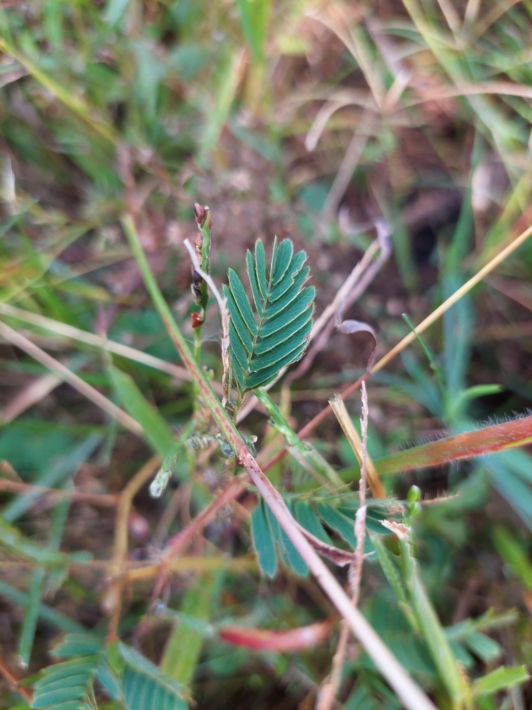 Mimoseae from 62525 Mor., México on October 22, 2023 at 09:30 AM by ...