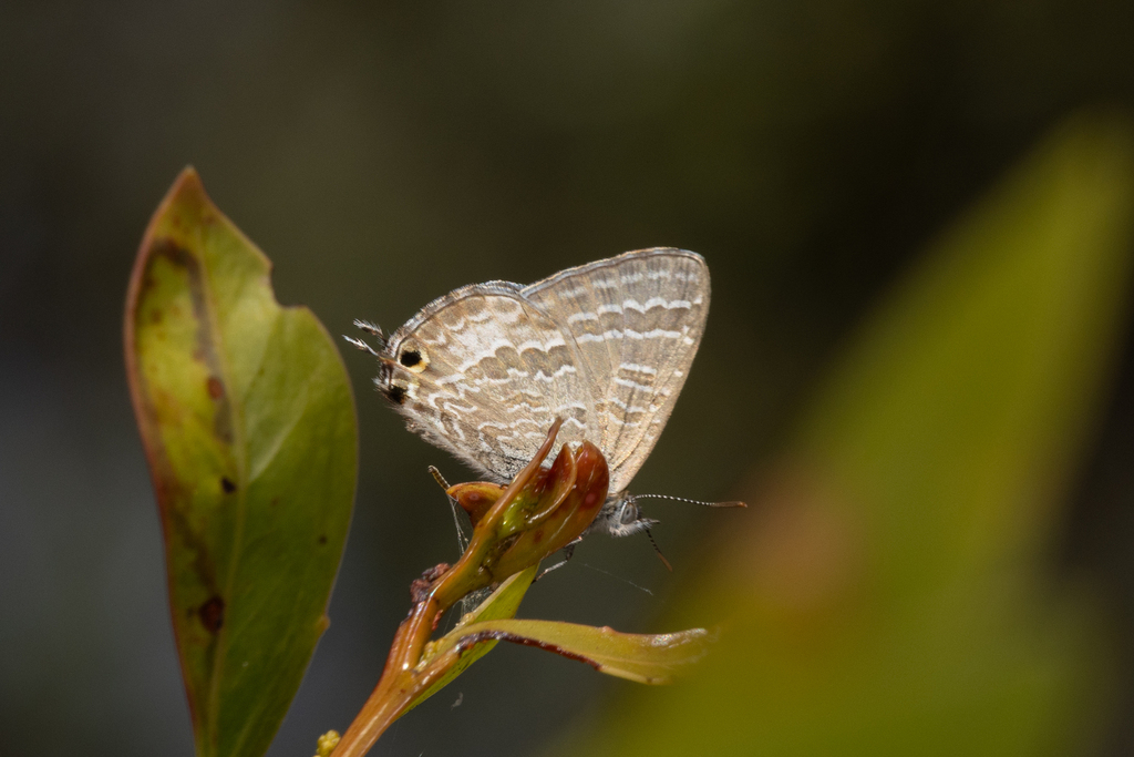 Wattle Blue from Moggill Conservation Park on October 21, 2023 at 11:02 ...