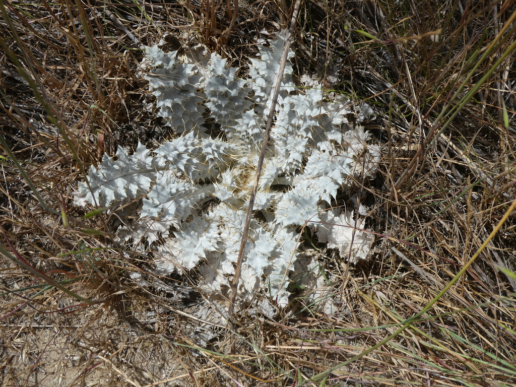 stemless cotton-thistle from Woomelang VIC 3485, Australia on October ...