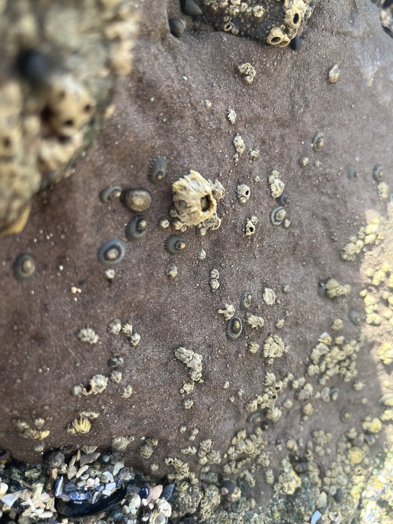 Little Brown Barnacle from Dana Point, CA, USA on October 13, 2023 at ...