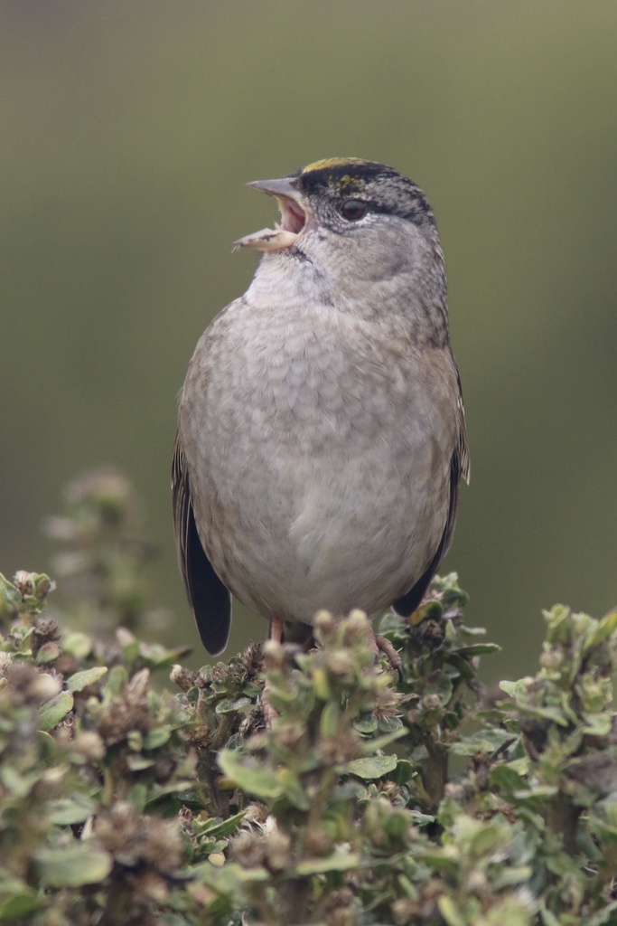 Golden-crowned Sparrow from Cowell-Purisima Trail, Half Moon Bay, CA ...