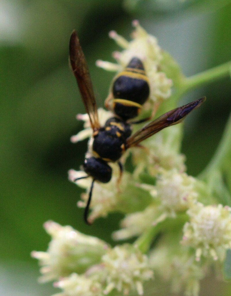 Smiling Mason Wasp from Smith County, TX, USA on October 22, 2023 at 03 ...