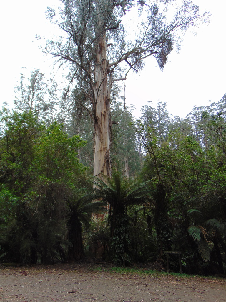 Australian Mountain Ash from 1885 Grand Ridge Rd, Balook VIC 3971 ...