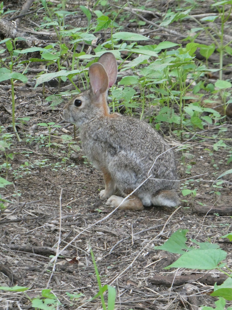 Desert Cottontail from Las Palmas, Alamos, Son., México on July 28 ...