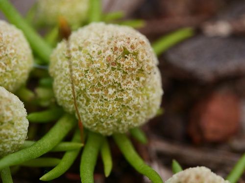 Siloxerus filifolius · iNaturalist Mexico