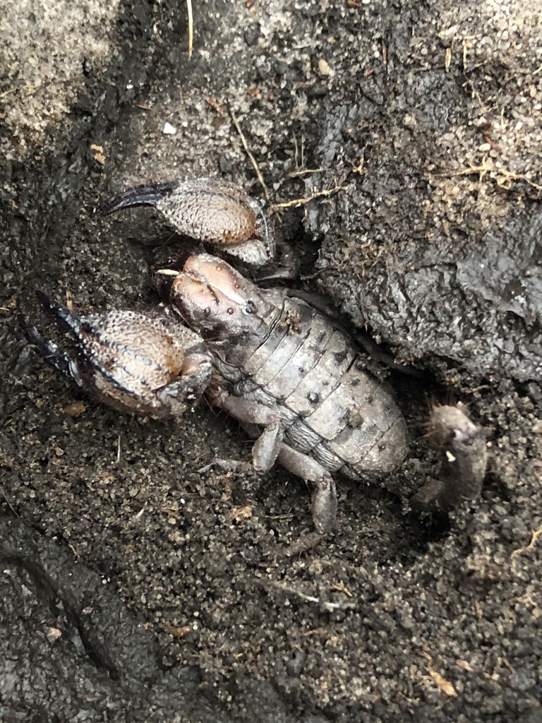 Fynbos Burrowing Scorpion from Fernkloof Nature Reserve, Greater ...