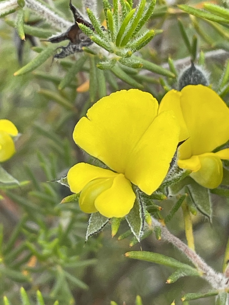 (Gompholobium aristatum) - Botanical Realm