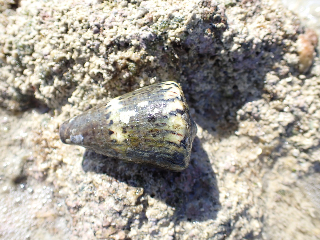 The Captain Cone from Fanjove Island, Tanzania on October 21, 2023 at ...
