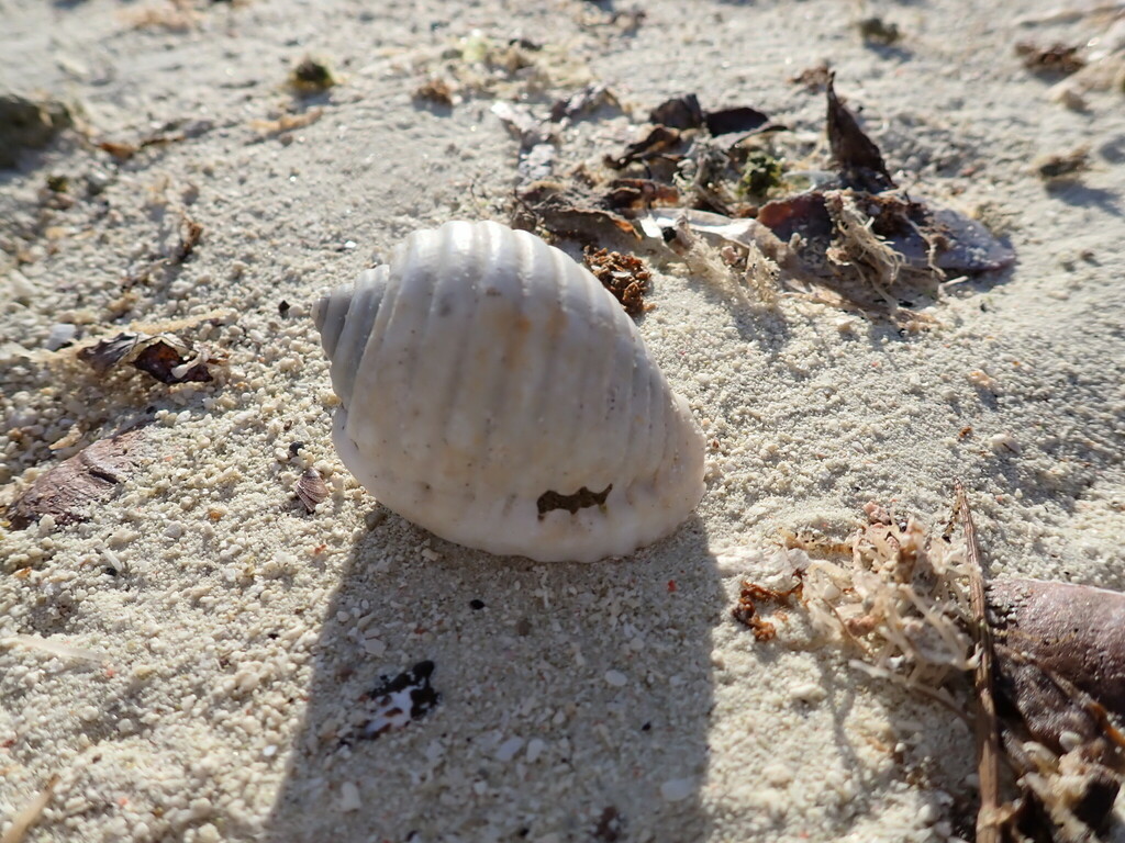 Apple Tun Snail from Fanjove Island, Tanzania on October 21, 2023 at 02 ...