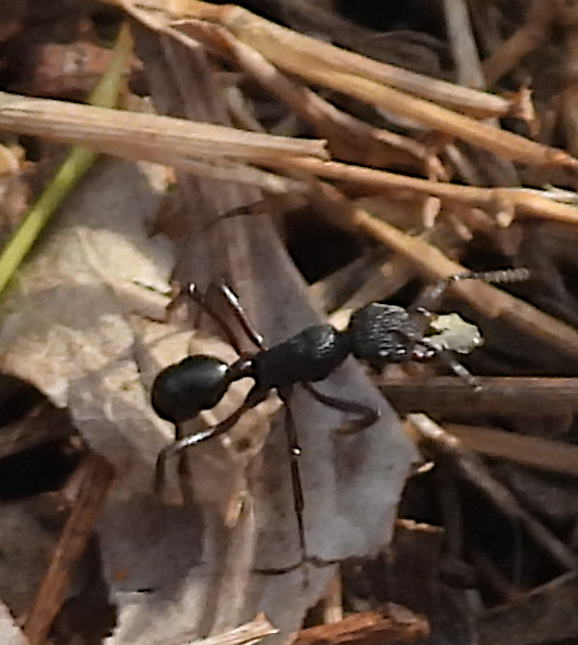 Pony Ants from Raven Street Reserve, Rode Road, Chermside West Brisbane ...