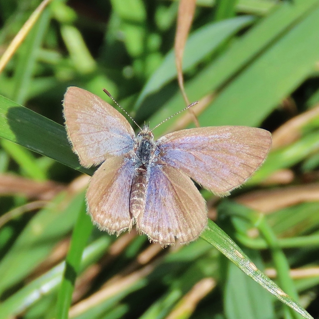 Common Grass-blue from Wallaga Lake NSW 2546, Australia on October 5 ...