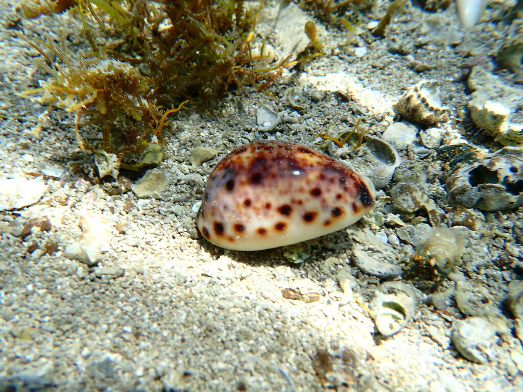 Lynx Cowry from Kilwa, TZ-LI, TZ on October 22, 2023 at 09:08 AM by ...