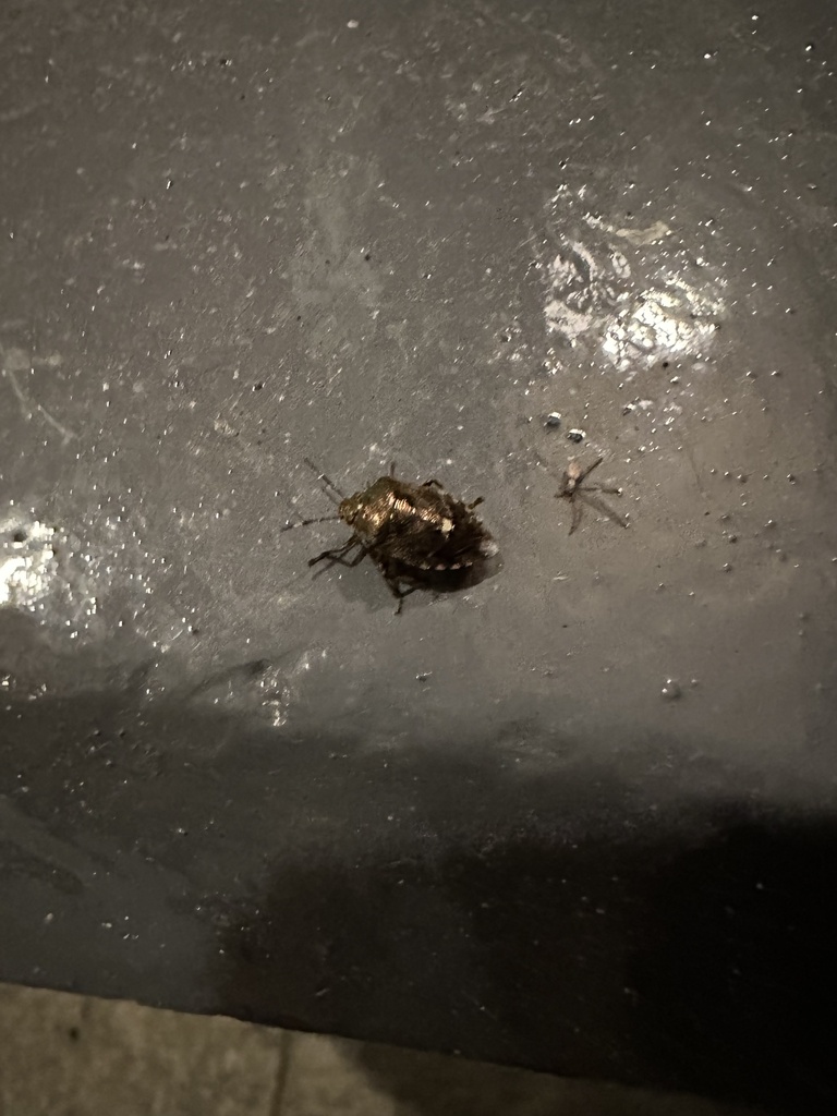 Menida disjecta from 八甲田スキー場, 青森市, 青森県, JP on October 24, 2023 at 05:26 ...