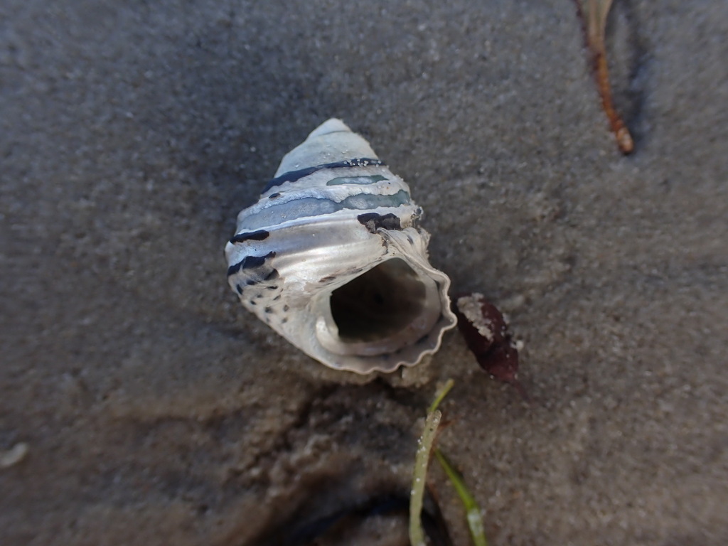 Southern ribbed top snail from Kingborough, TAS, Australia on October ...