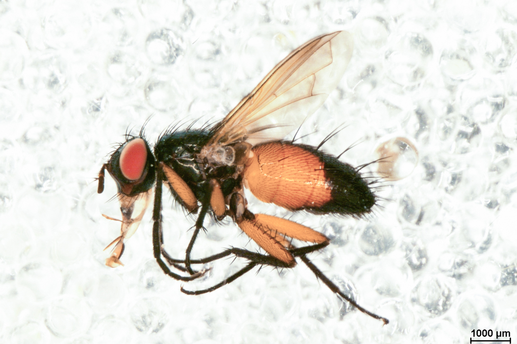 Bot Flies, Blow Flies, and Allies from Kemah/Erzincan, Türkiye on July ...