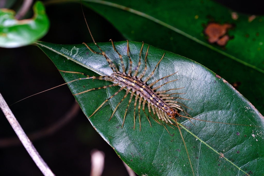 Japanese House Centipede from 中国江苏省苏州市昆山市 on October 23, 2023 at 12:10 ...