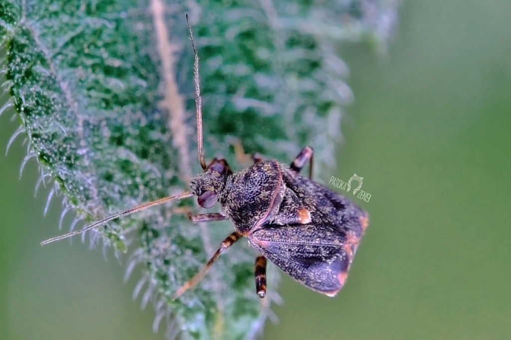 Charagochilus angusticollis from 中国江苏省苏州市昆山市 on October 22, 2023 at 11: ...
