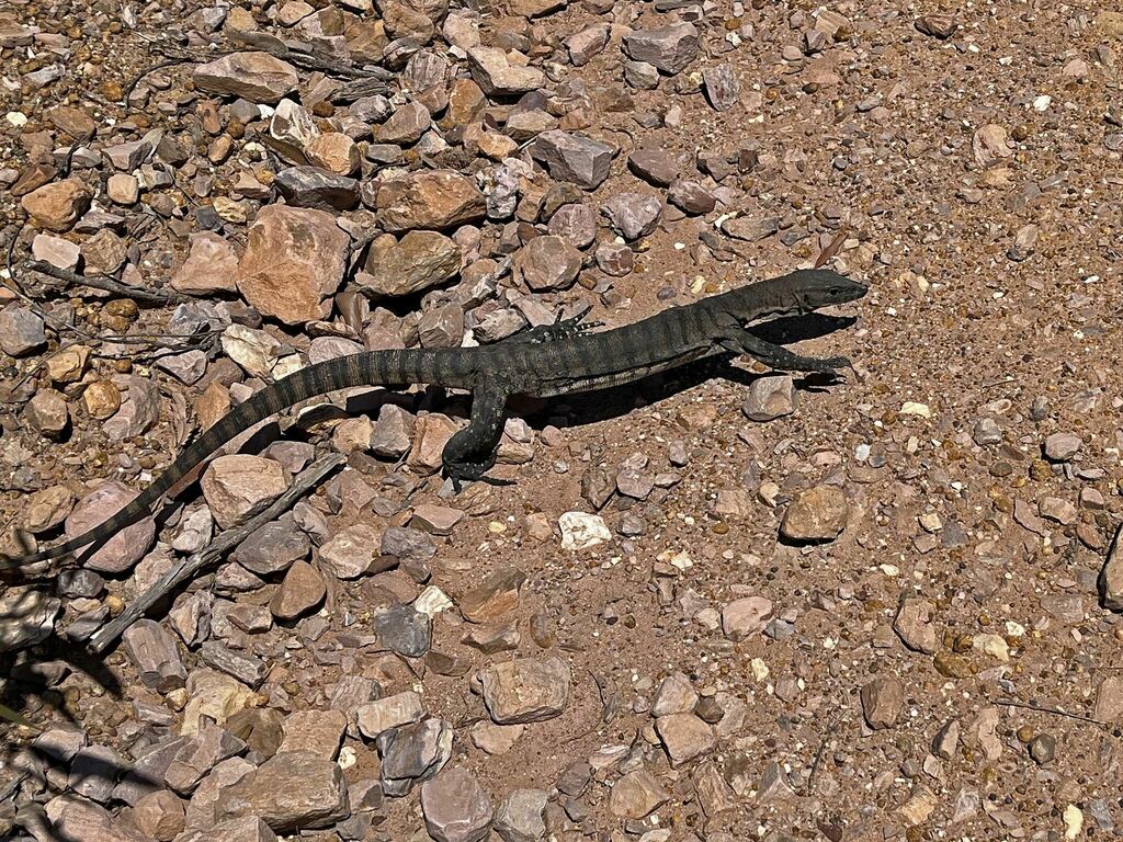Southern Heath Monitor from Mount Trio, Stirling Range National Park WA ...