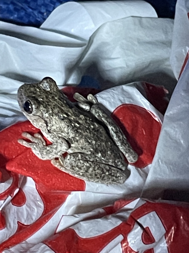 Peron's Tree Frog from Booderee National Park, Jervis Bay, Jervis Bay ...