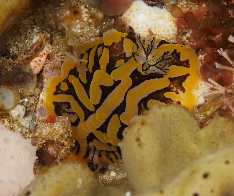 Halgerda theobroma from Busselton, WA, Australia on October 22, 2023 at ...