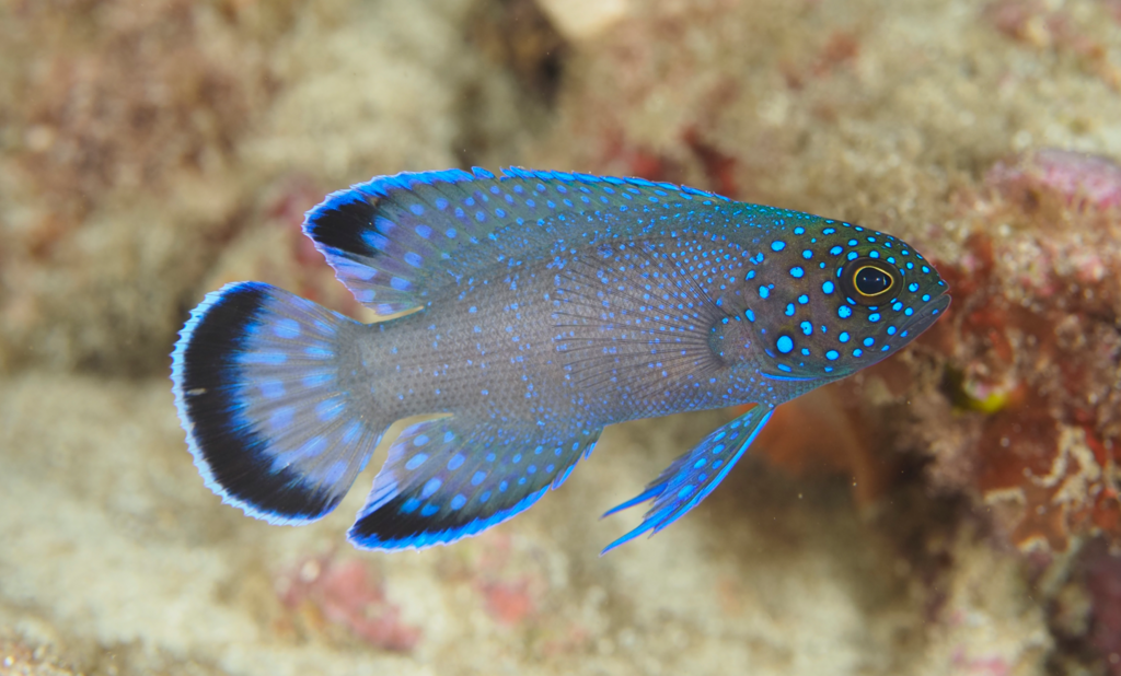 Southern Blue Devil from Busselton, WA, Australia on October 22, 2023 ...